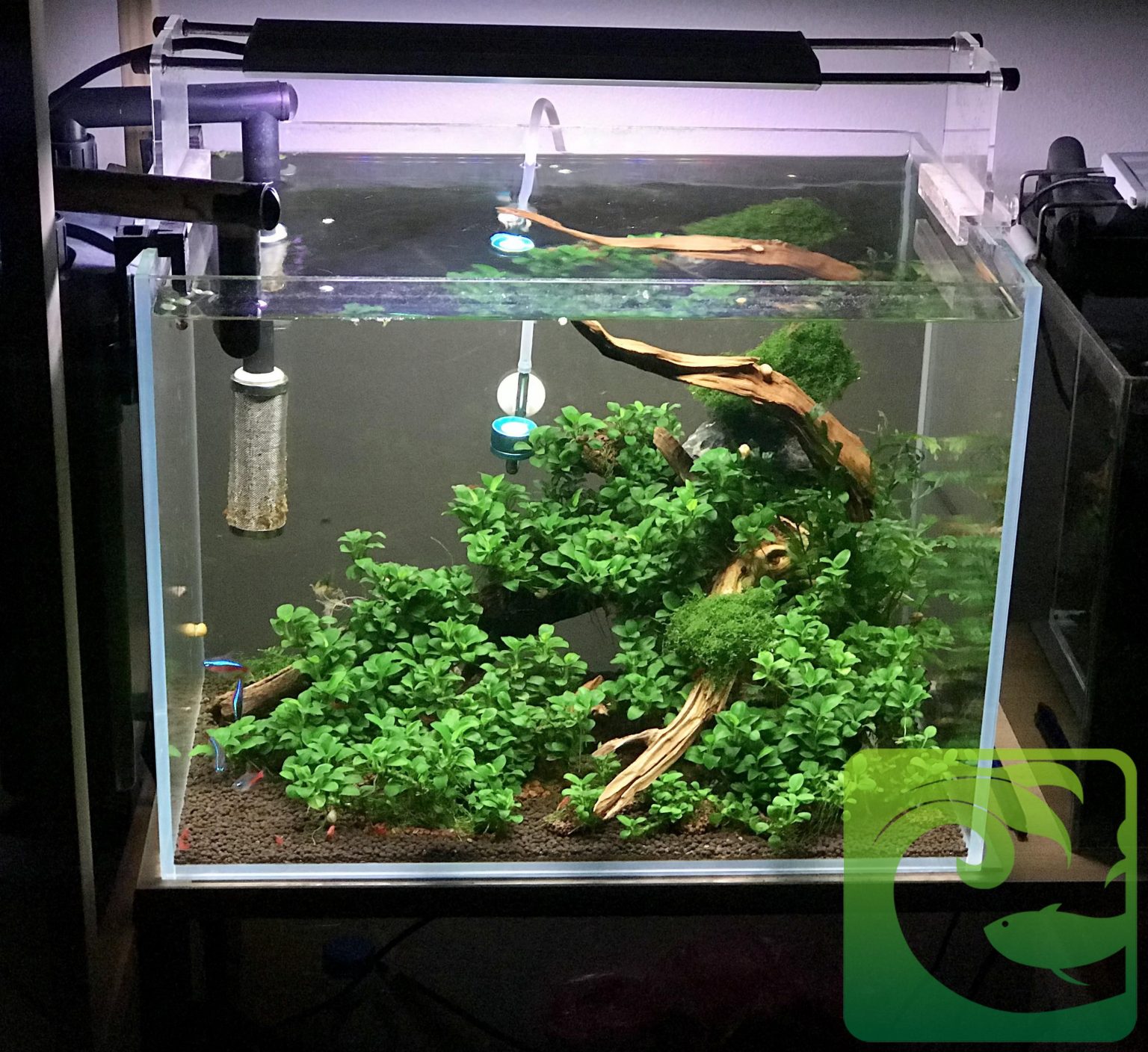 Bể thủy sinh mini để bàn đơn giản cực đẹp 2023 | Bể Cá Thủy Sinh Mini