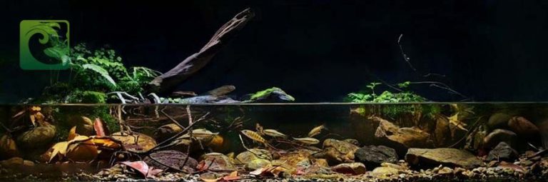 Phong cách thủy sinh biotop đẹp đơn giản | Bể Cá Thủy Sinh Mini